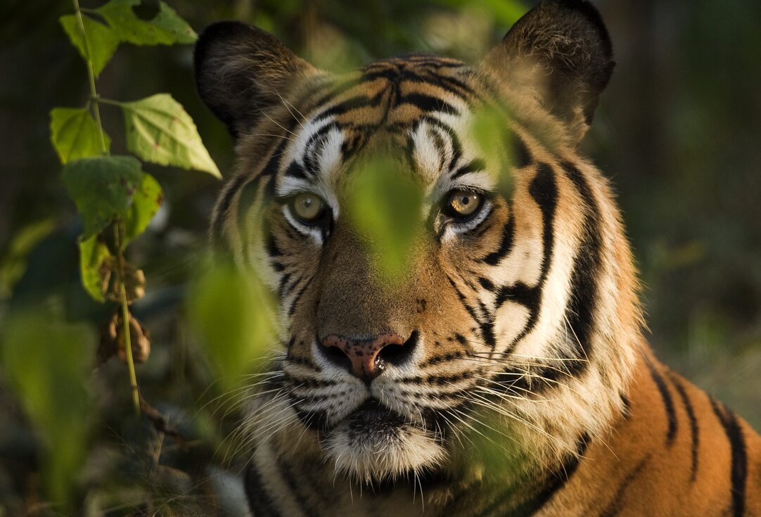 world's smallest tiger