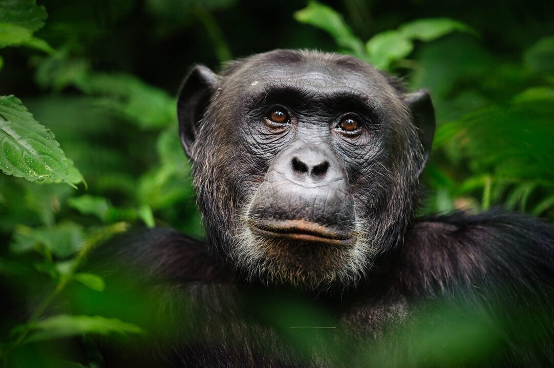 chimpanzee primate