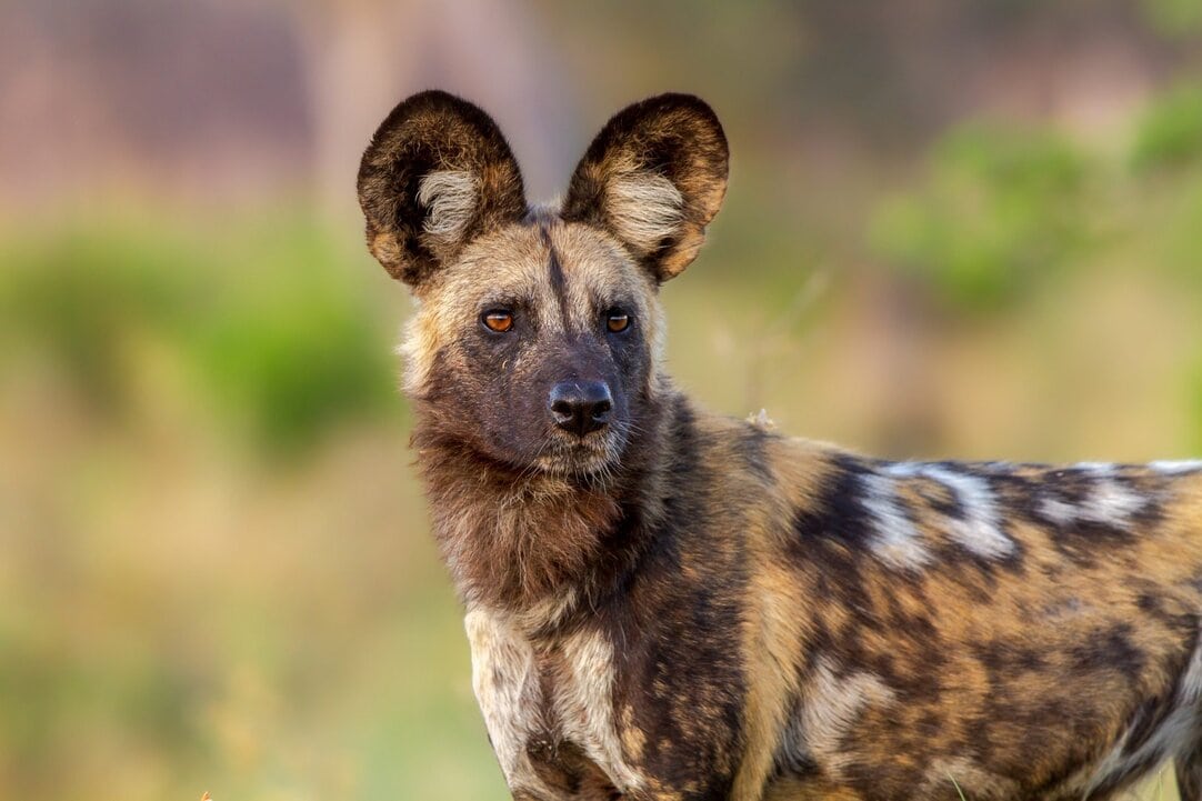 Extinct Wild Dogs
