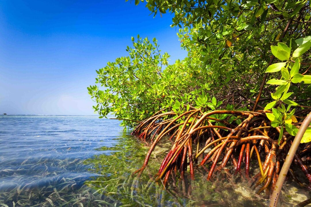 mangrove trees