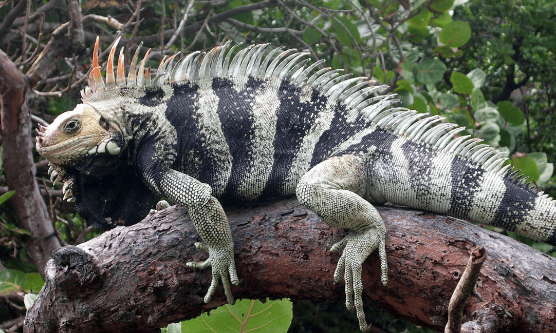 peppermint iguana
