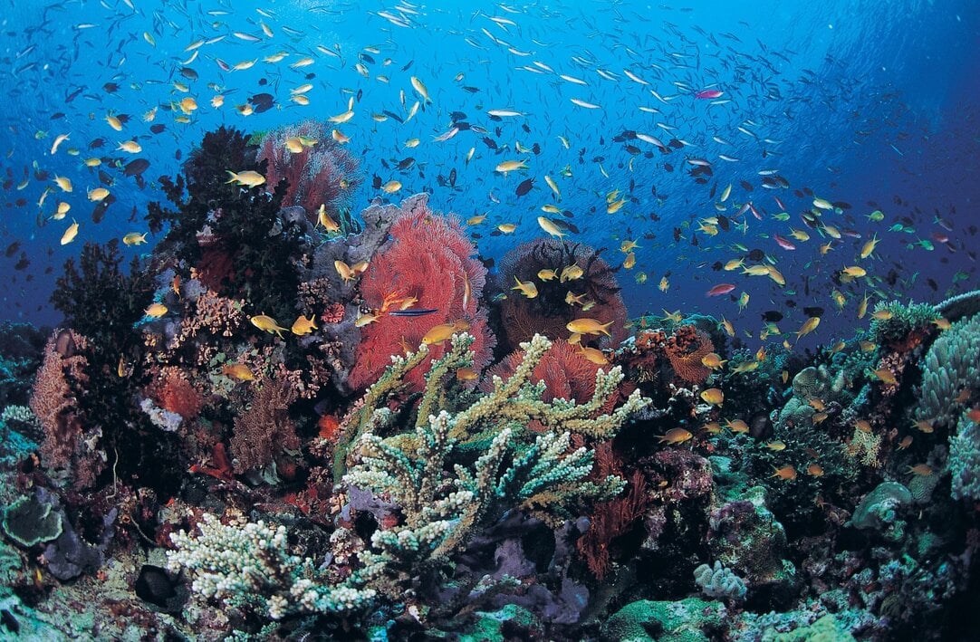 Marine Habitats