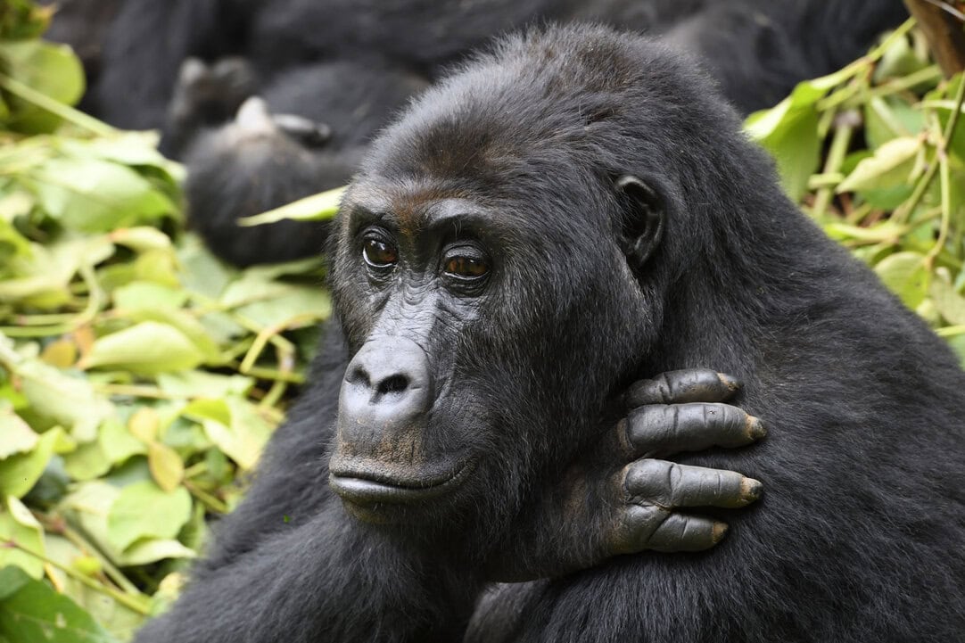 biggest silverback gorilla ever recorded