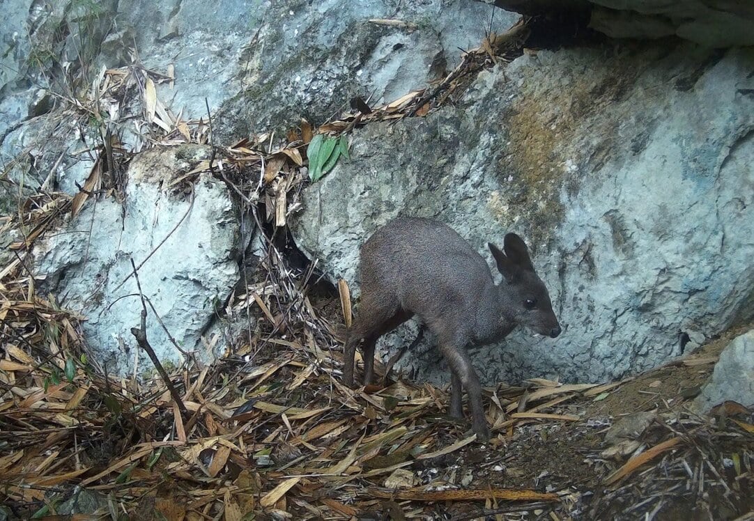 vietnamese deer