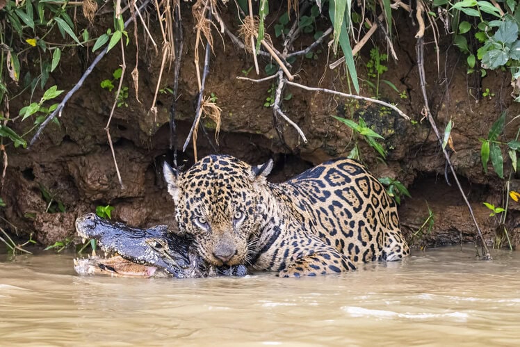 jaguars attacking prey