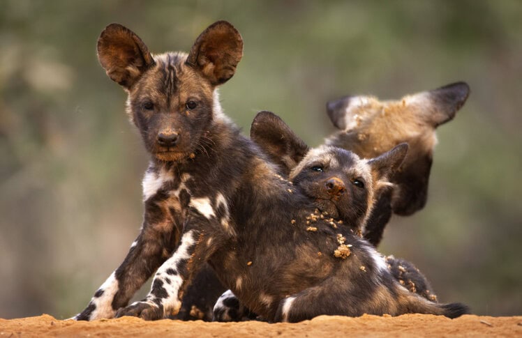 wild dogs attack warthog