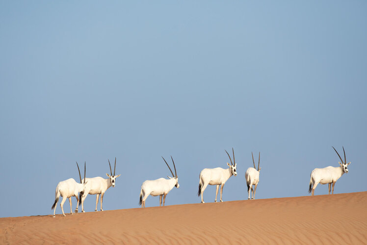 Arabian Oryx Habitat