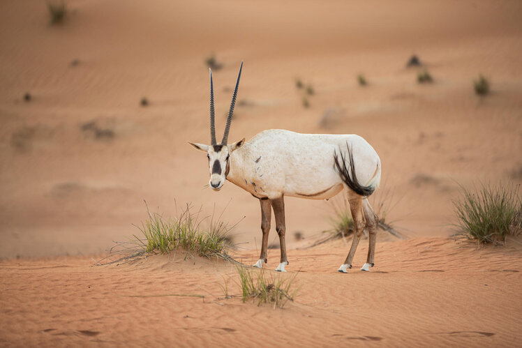 Oryx Arabe Arabian Oryx Also Called White Oryx In The Desert Near