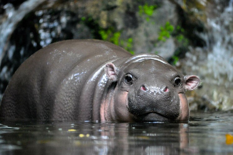 dwarf hippo