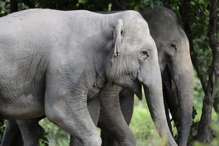 Vulnerable Species Asiatic Elephant Endangered Animals: Asian