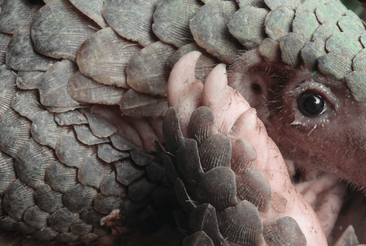 pangolin claws
