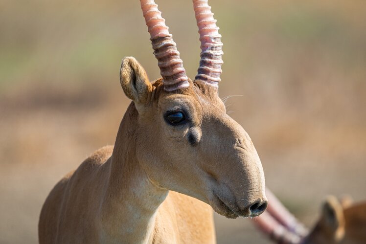 Saiga Gazelle