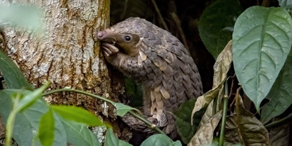 tree pangolin predators