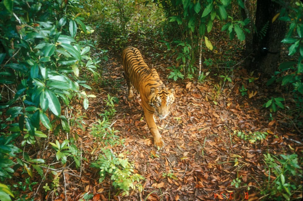sumatran tiger distribution