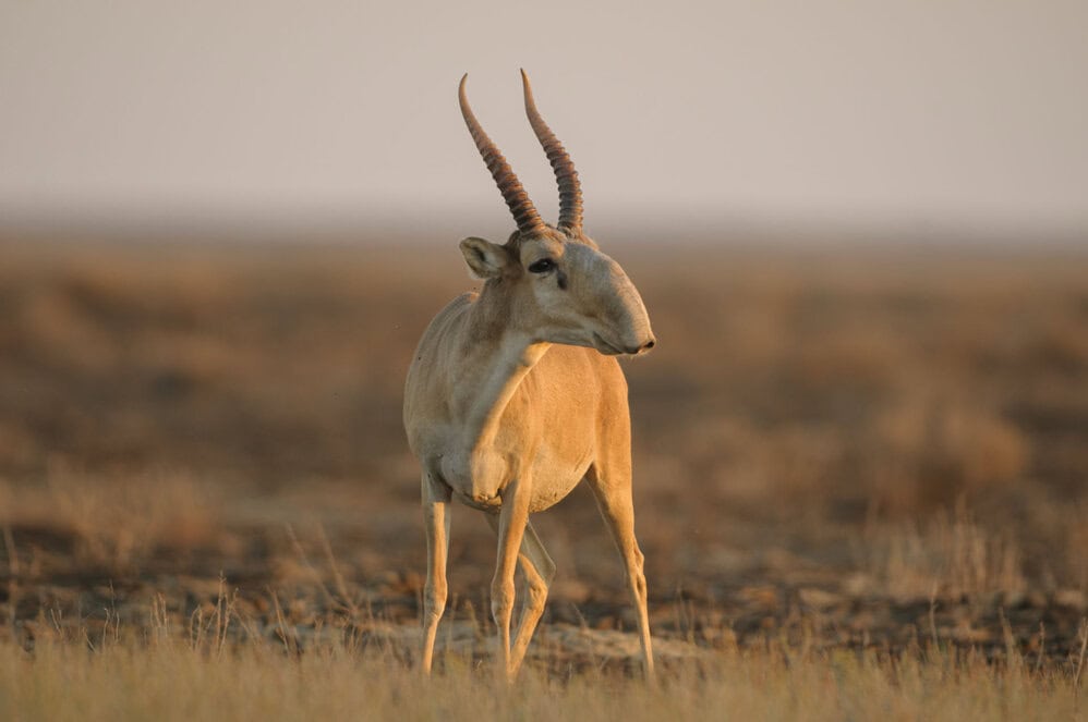 Saiga Gazelle