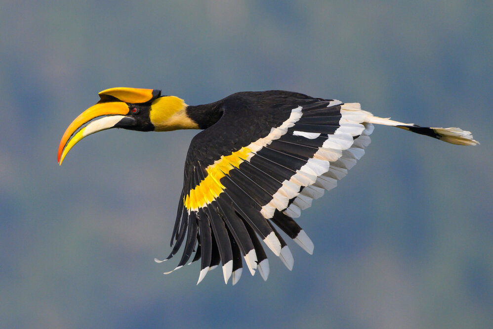 do hornbills migrate