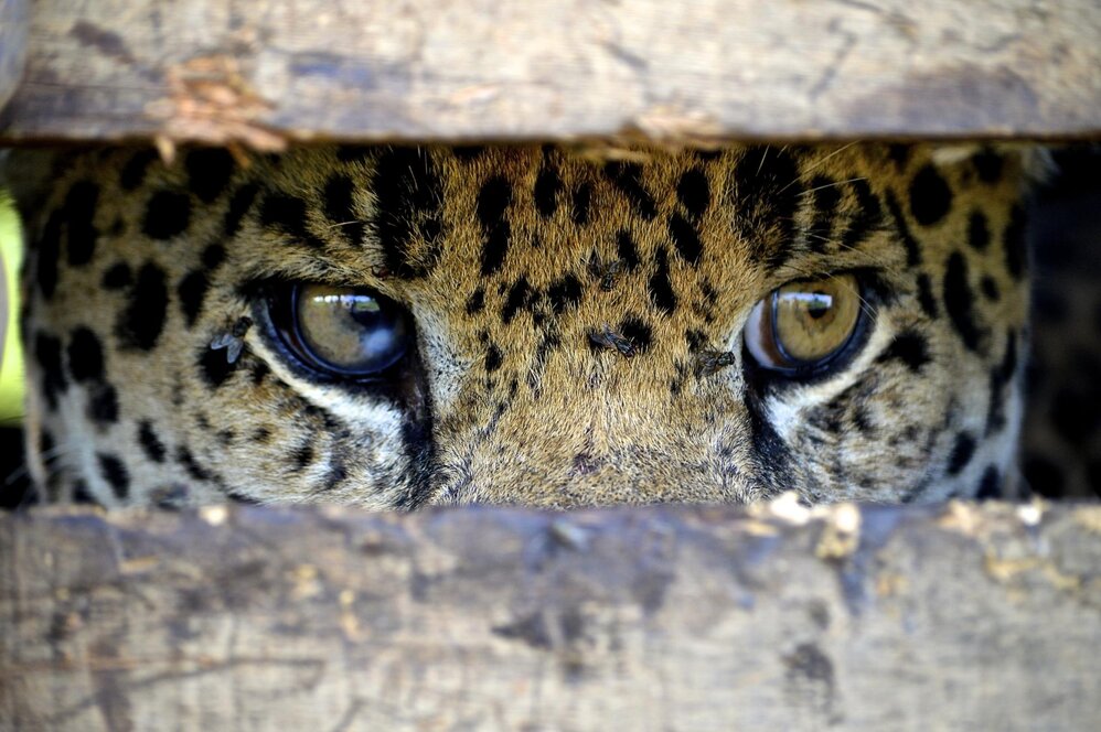 jaguar face