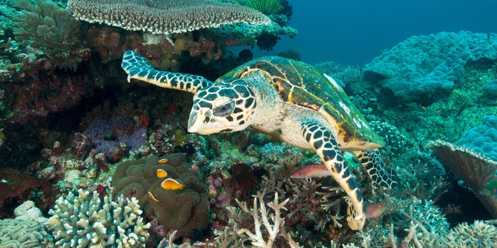 hawksbill turtle bycatch