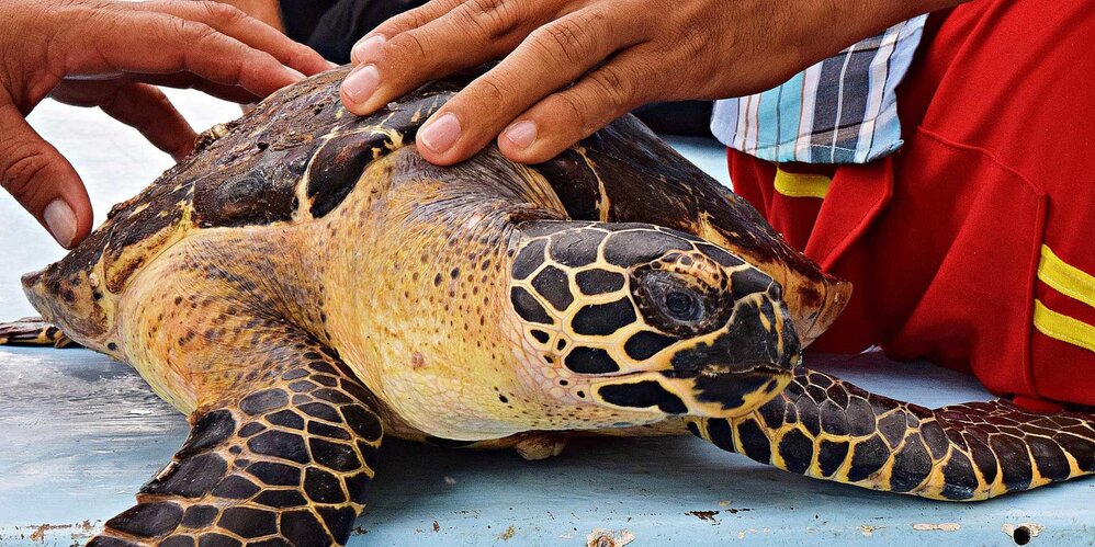 Hawksbill Turtle Endangered