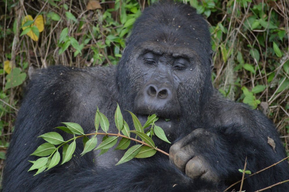 biggest silverback gorilla ever recorded