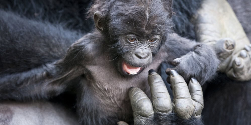 world's biggest gorilla ever