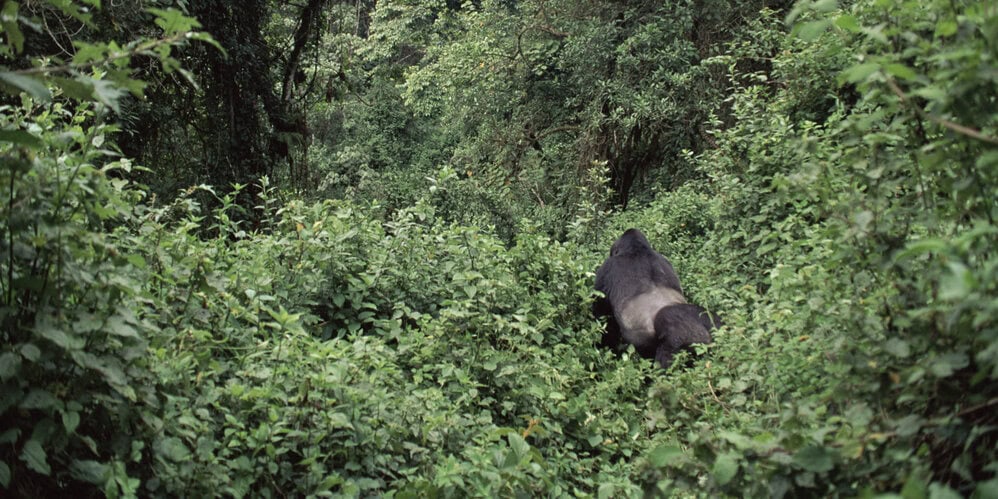 largest gorilla