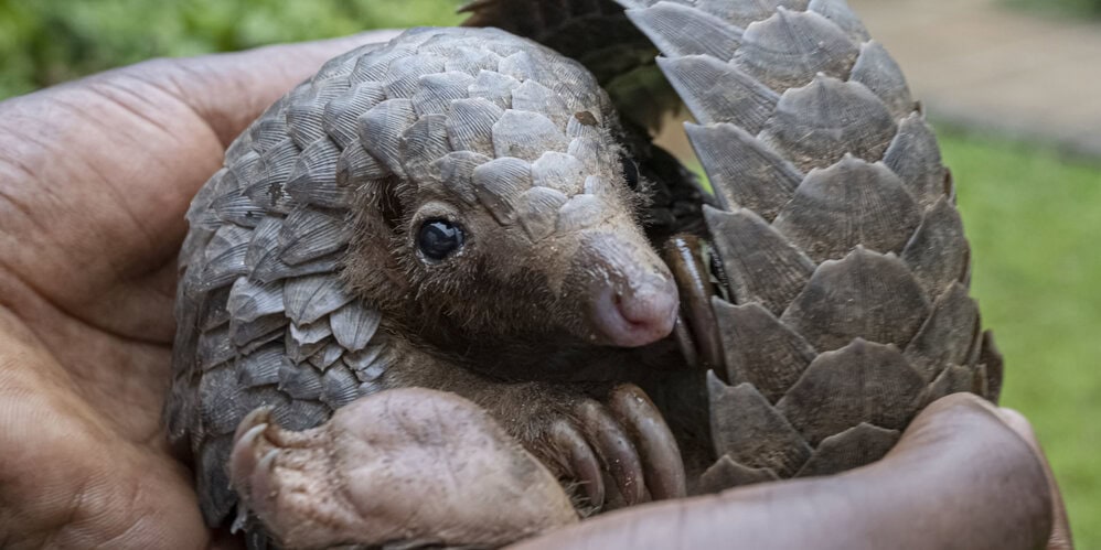 Are Pangolin Dangerous To Humans In Australia Zoos - Infoupdate.org