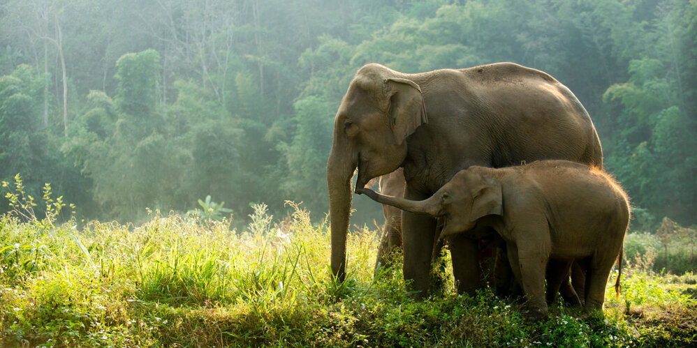 Vulnerable Species Asiatic Elephant