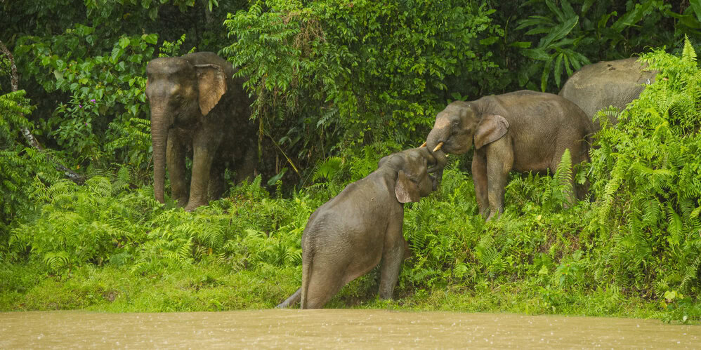 Vulnerable Species Asiatic Elephant