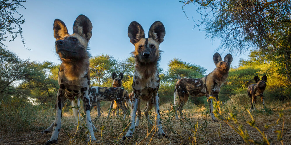 African Wild Dog Food Web