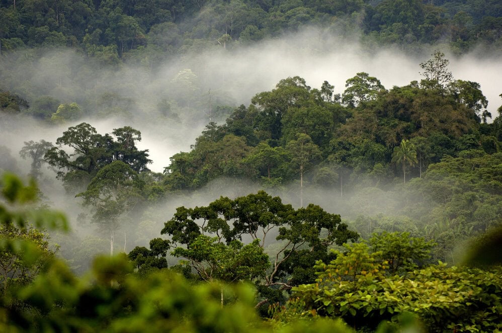 forest habitats examples