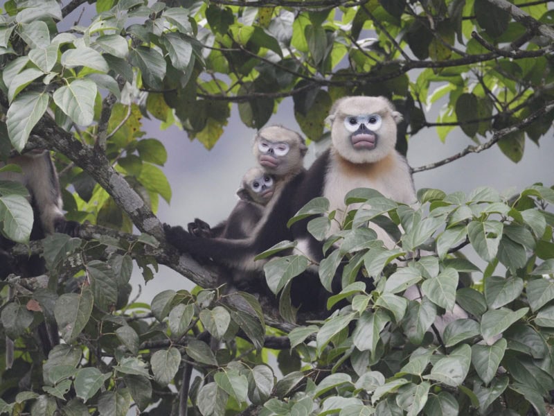 critically endangered monkeys