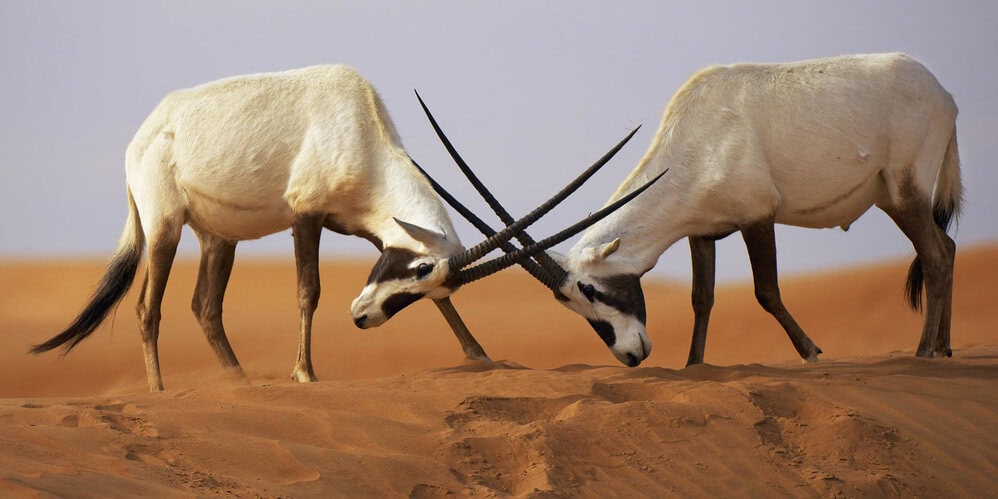 arabian oryx features