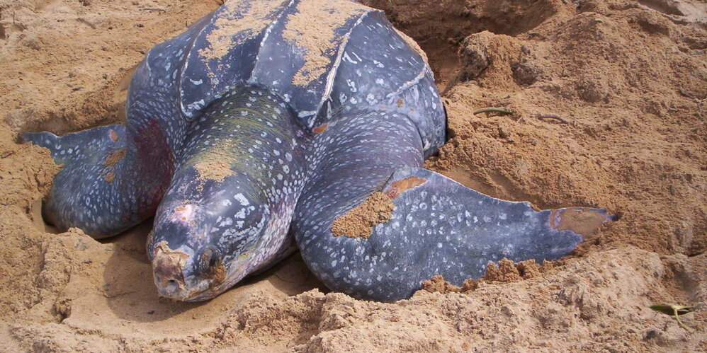 Giant Leatherback Sea Turtle