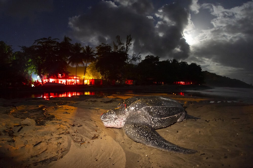 biggest leatherback turtle