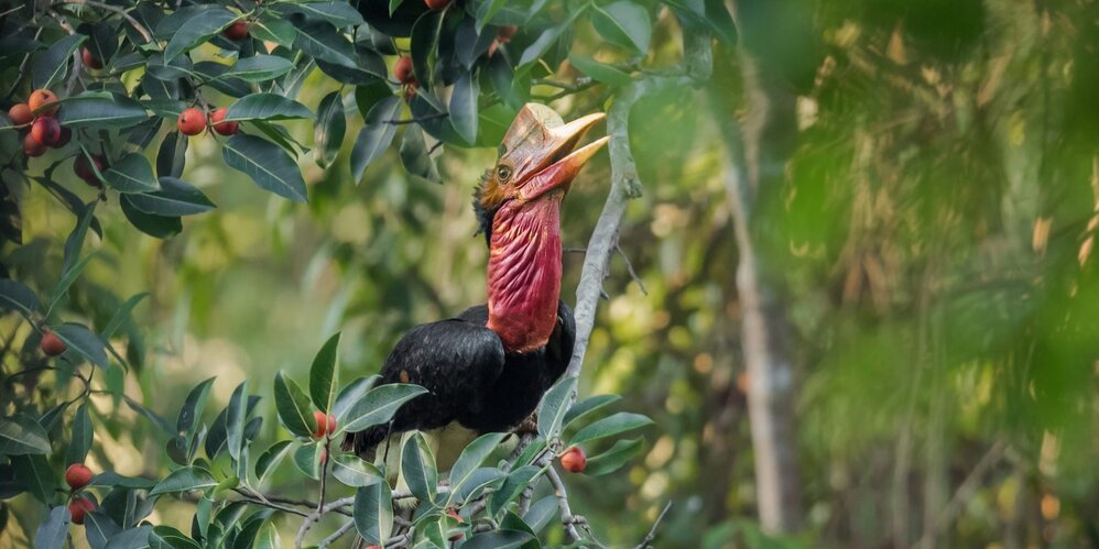 mutualism examples animals