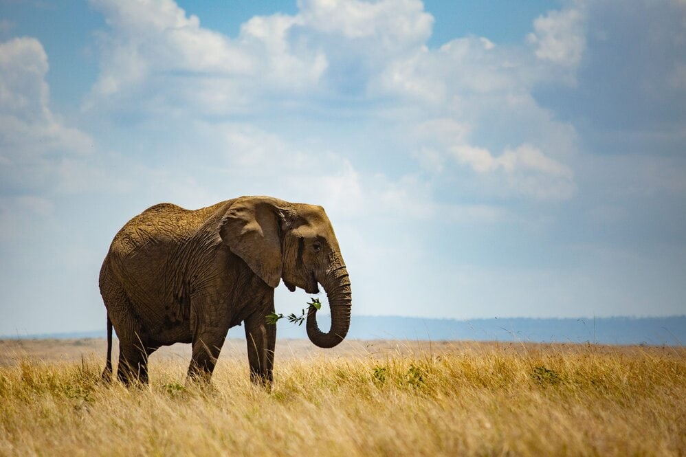 Grassland Habitat Safeguard The Bengal Florican – Rainforest Trust