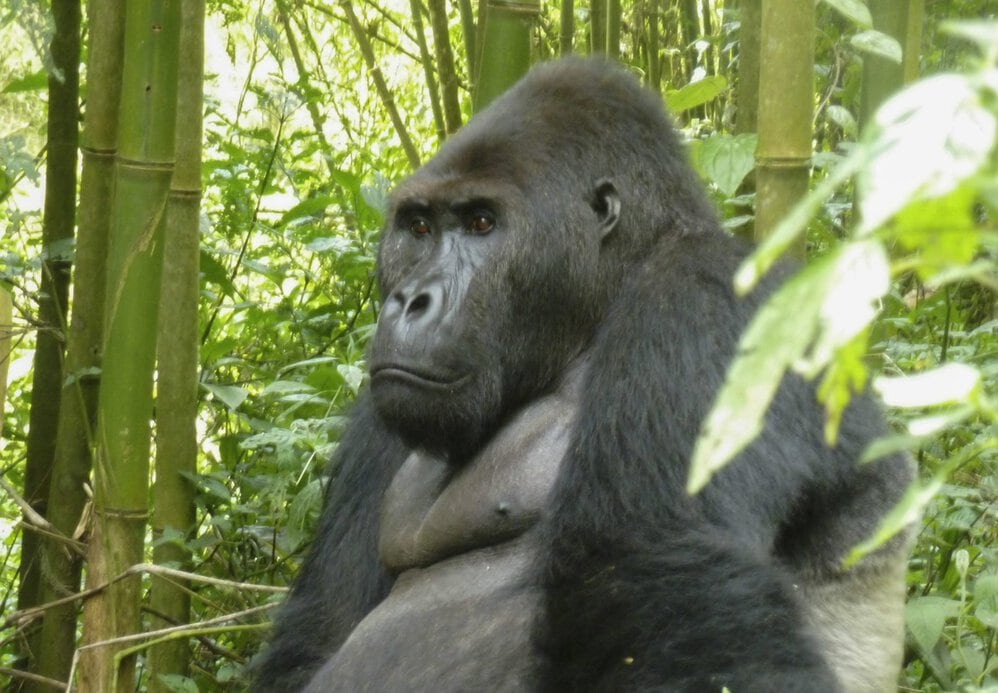 biggest silverback gorilla ever recorded