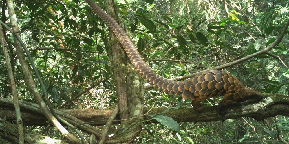 tree pangolin size