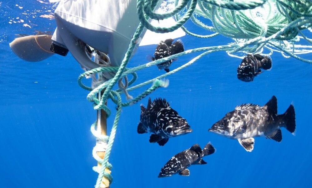 polluted ocean animals