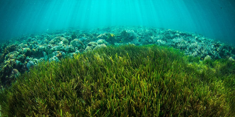 Coral Reefs Seagrass Plants