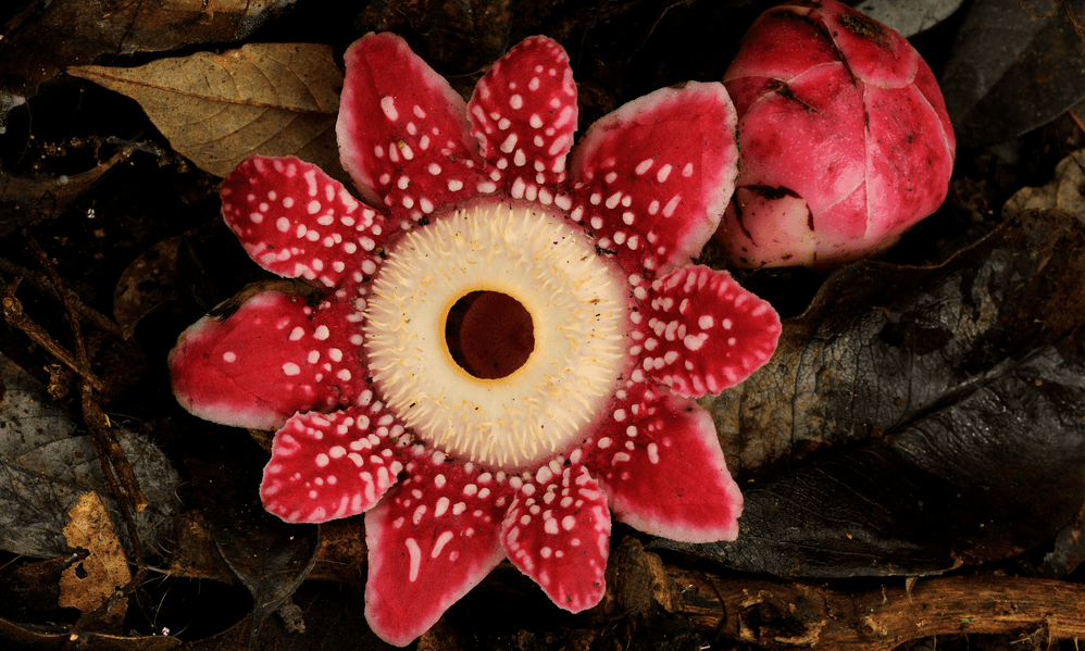 plant mostly forgotten