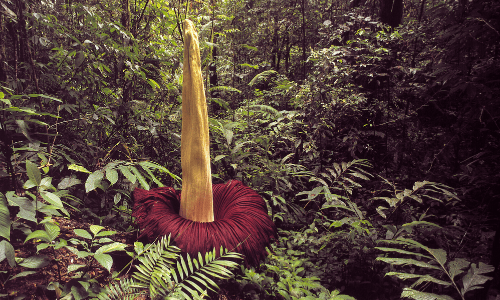 plant mostly forgotten