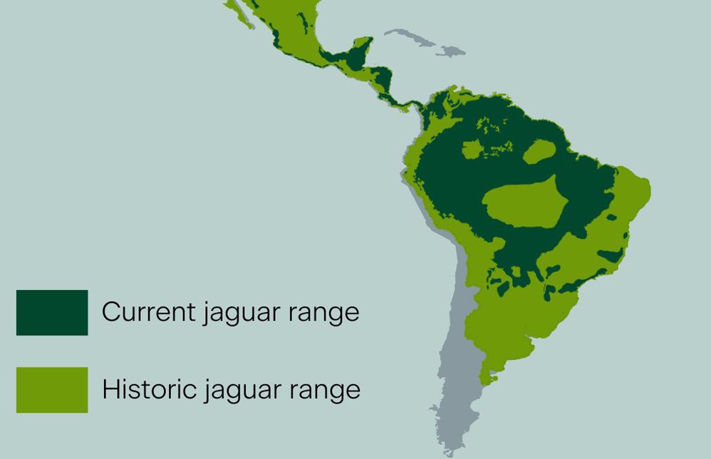 jaguar range