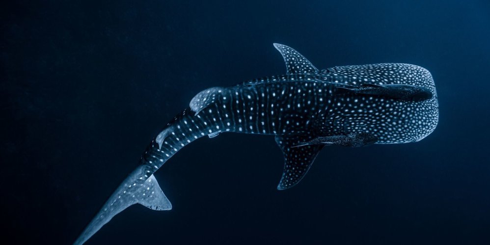 what is the biggest animal on earth in 2025