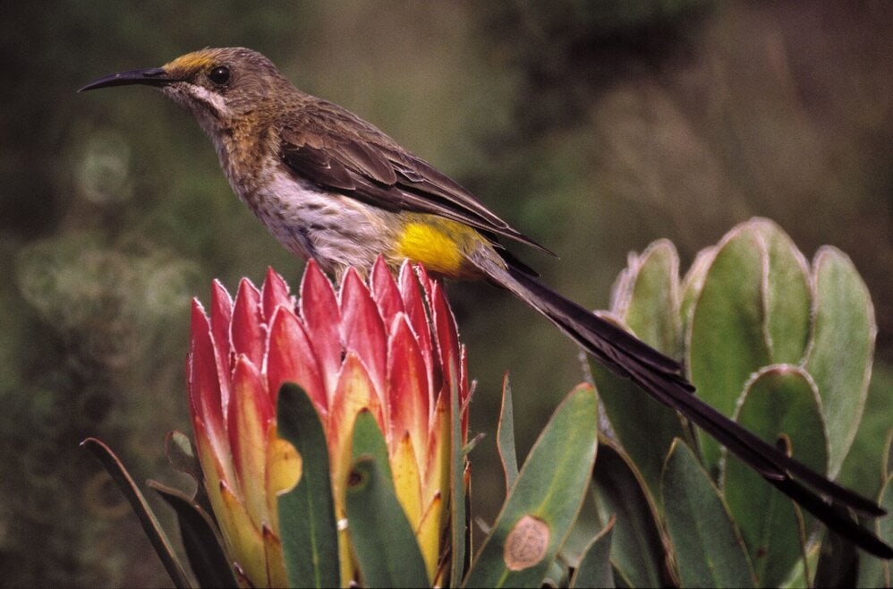 mutualism examples animals