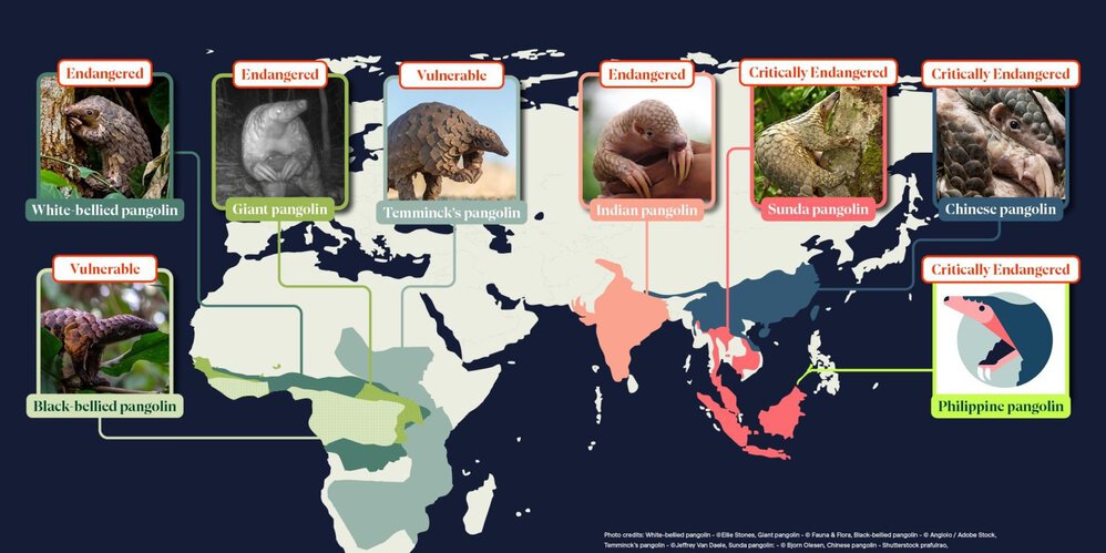 pangolin trafficking statistics