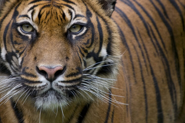 Sumatran Tiger Poaching Facts
