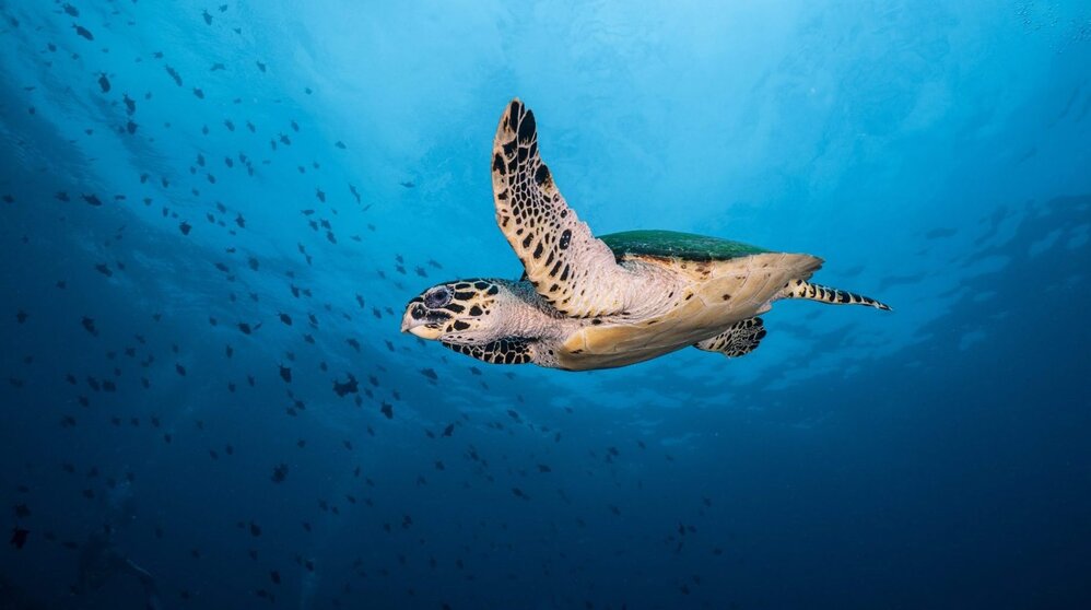 Ocean Habitat Animals And Plants