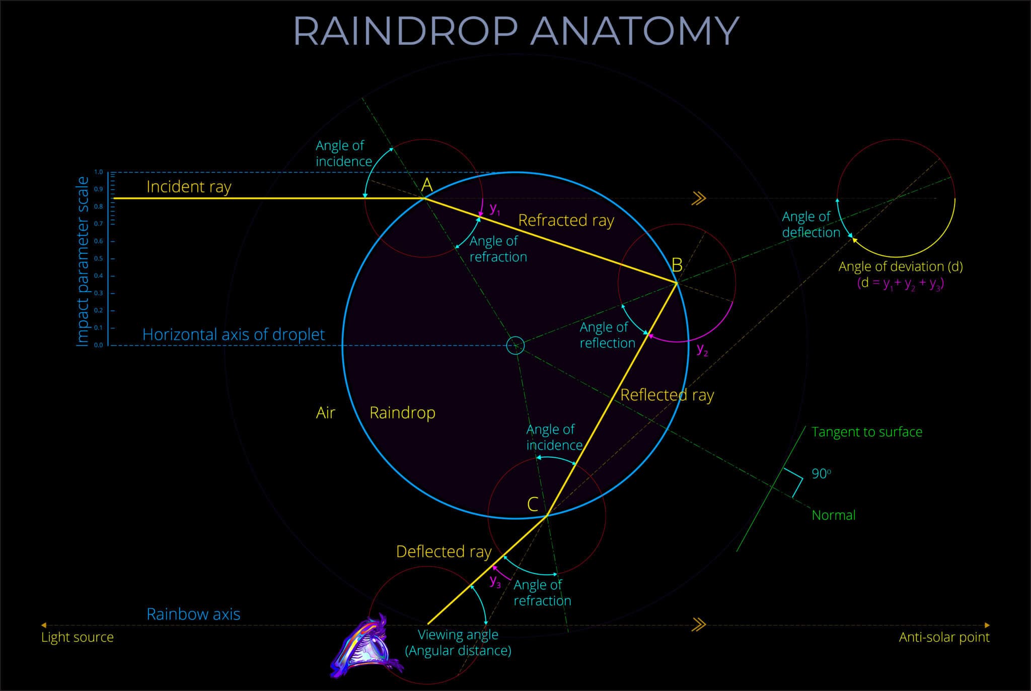Raindrop Anatomy